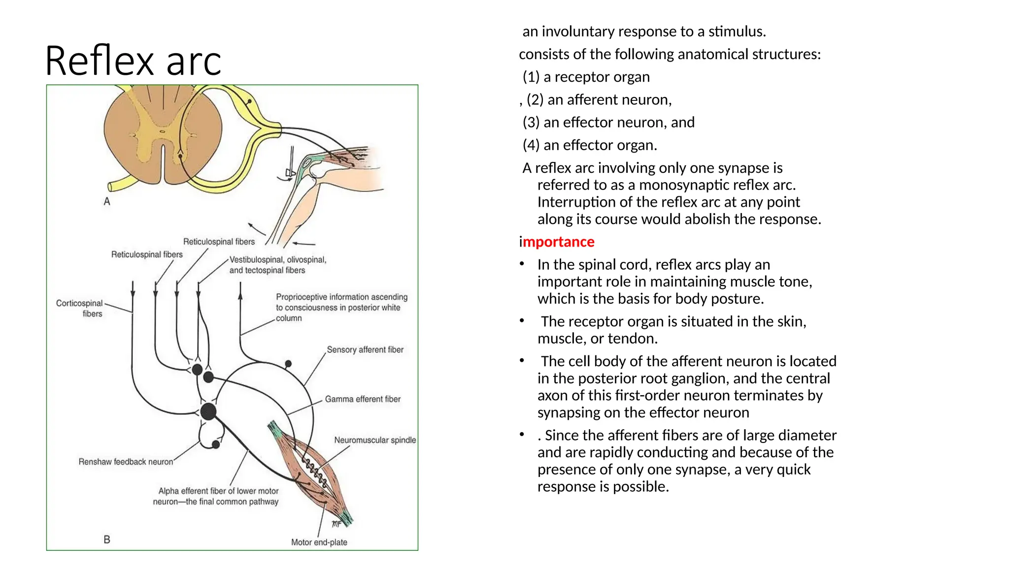 gross anatomy of spinal cord injuries MBBS 2NDYR | PPTX