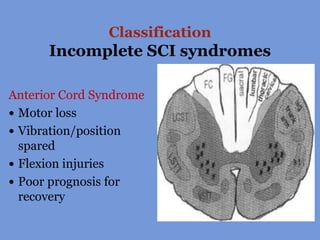 Spinal cord injury | PPTX