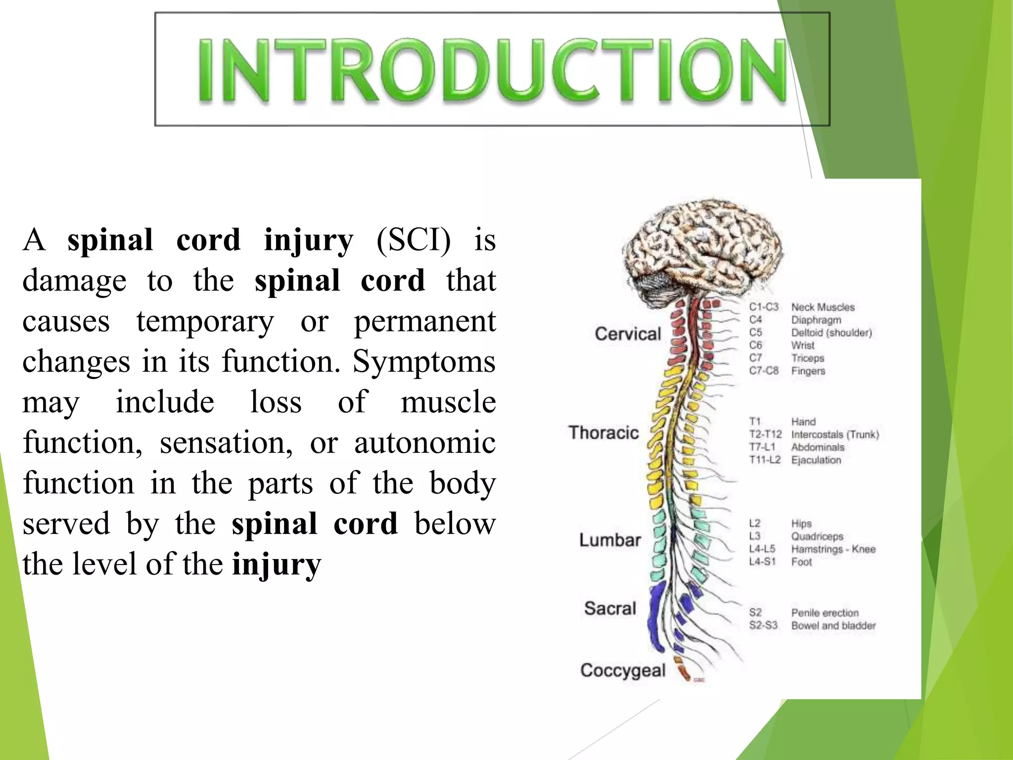 Spinal Cord Injury | PPTX