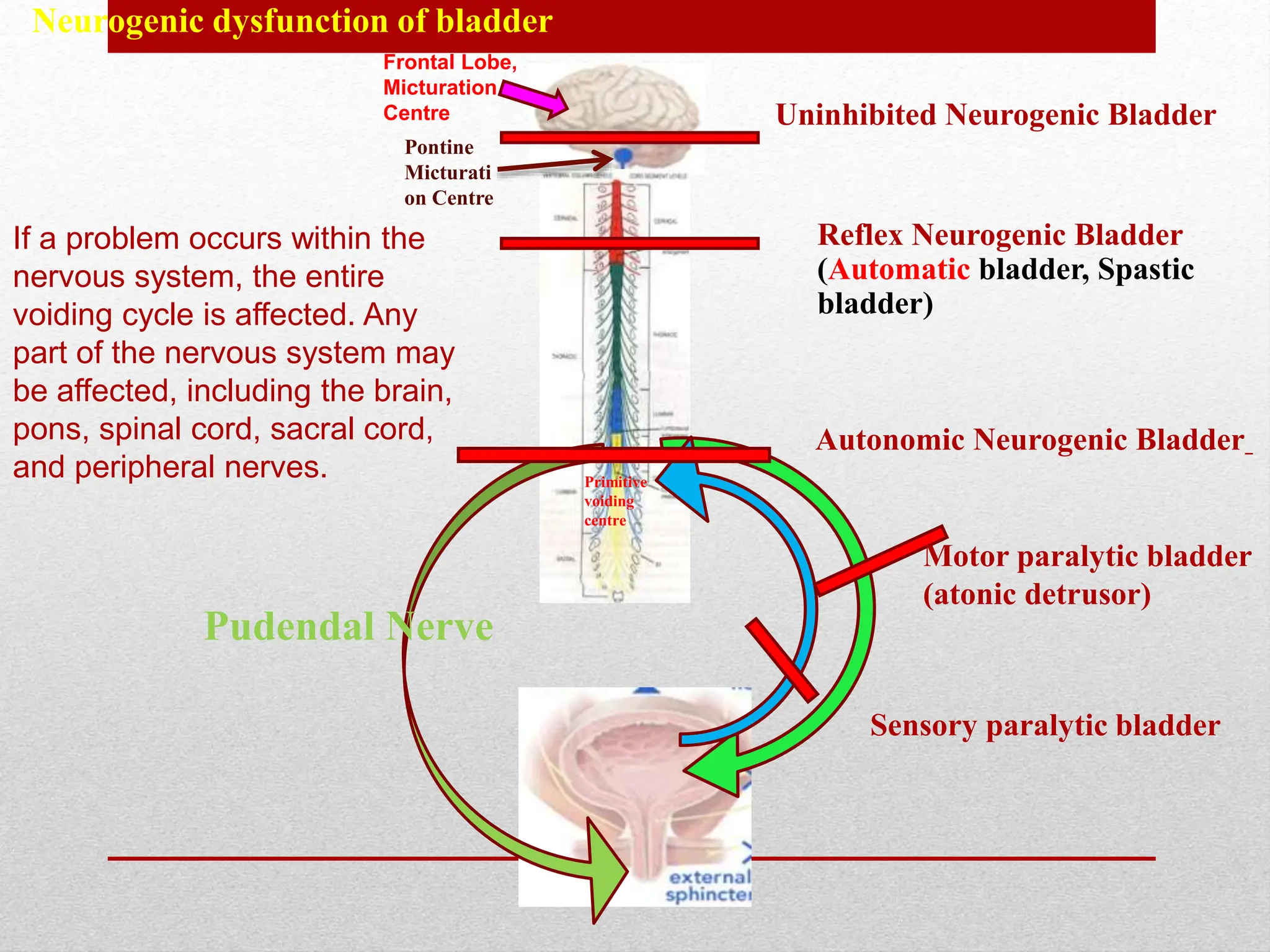 Spinal cord anatomy and injury in human beings | PPTX
