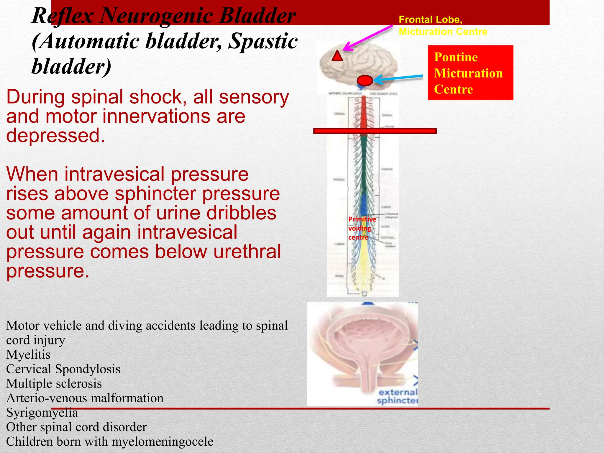 Spinal cord anatomy and injury in human beings | PPTX