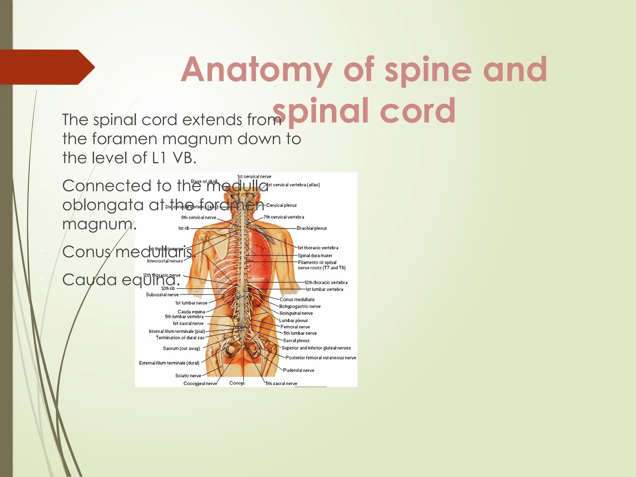 Management of a patient with spine and spinal cord injury | PPTX
