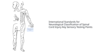 Spinal Cord Injury for frist step ortho.pptx