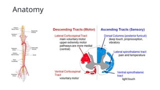 Spinal Cord Injury for frist step ortho.pptx