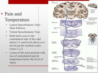 Spinal cord injury 2012 intern | PPTX
