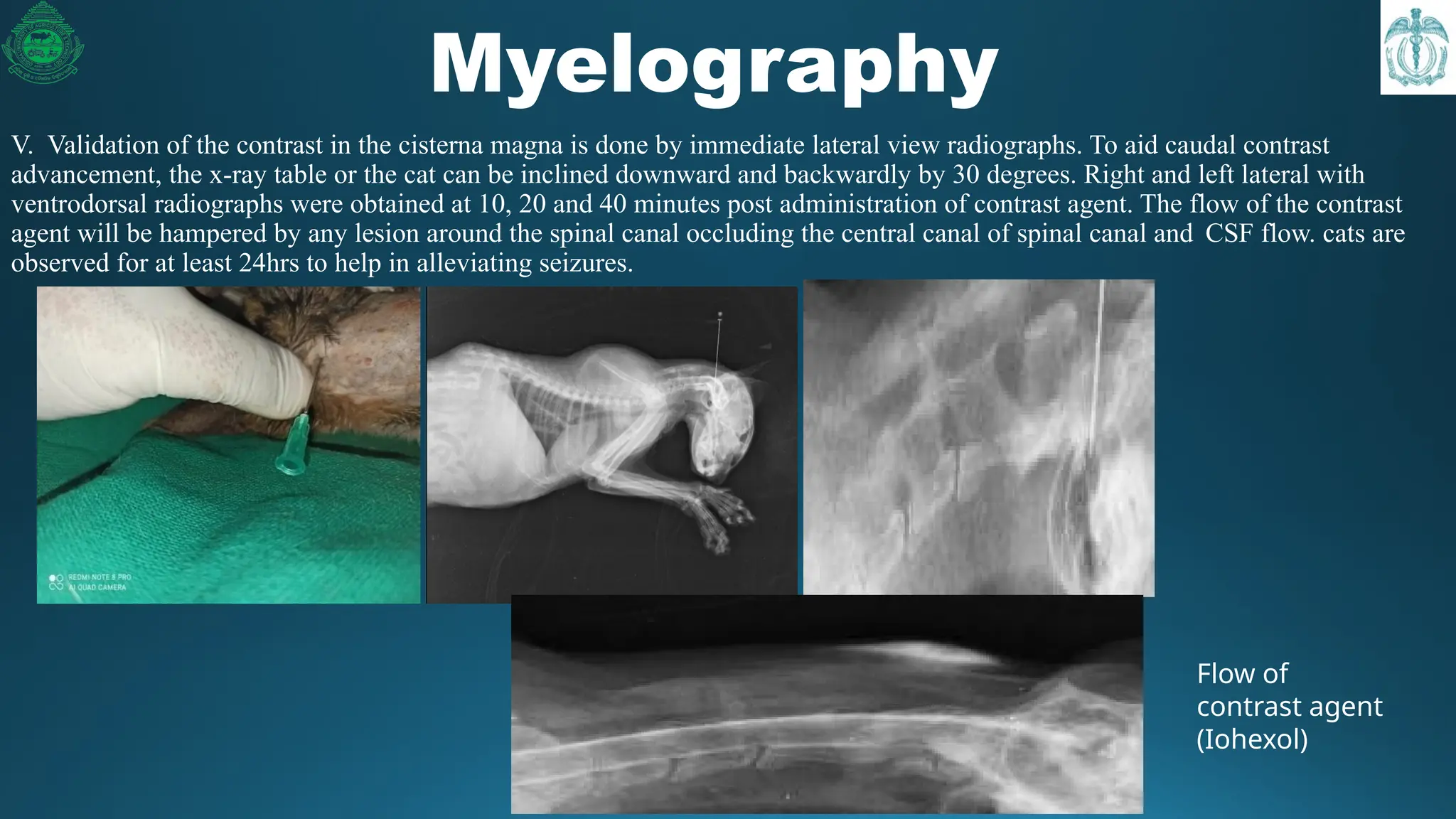 spinal cord injury and paraplegia in cats.pptx