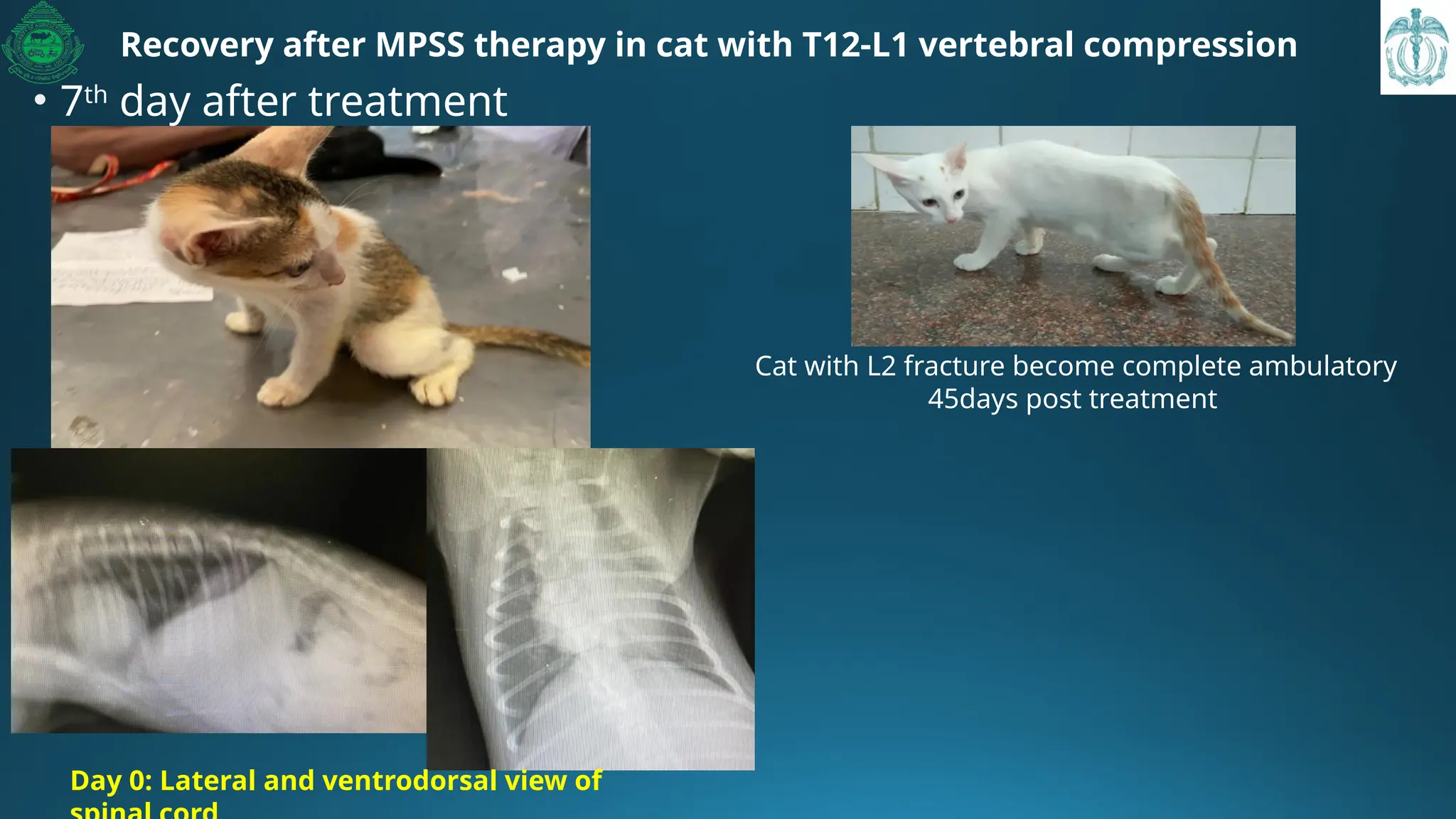 spinal cord injury and paraplegia in cats.pptx