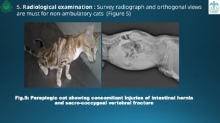 spinal cord injury and paraplegia in cats.pptx