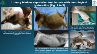spinal cord injury and paraplegia in cats.pptx