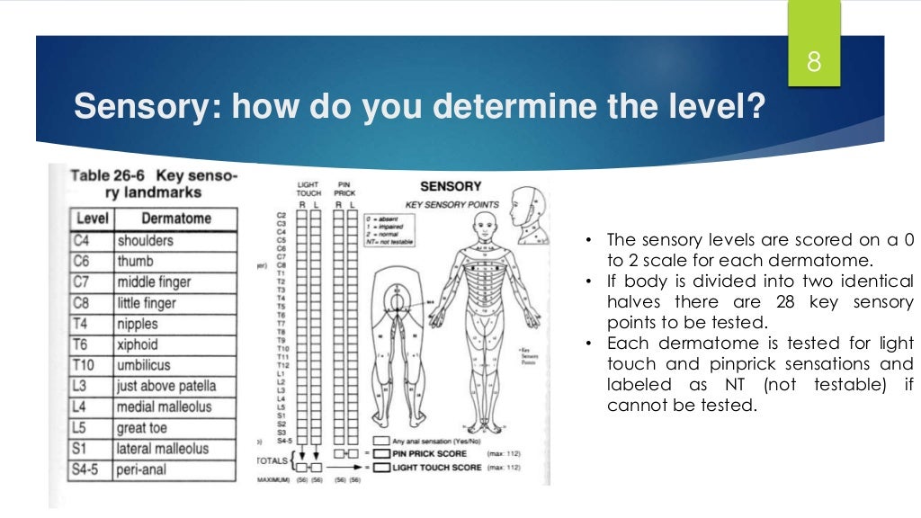 Spinal cord injury assessment