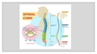 Krishna mittal SCI | PPTX