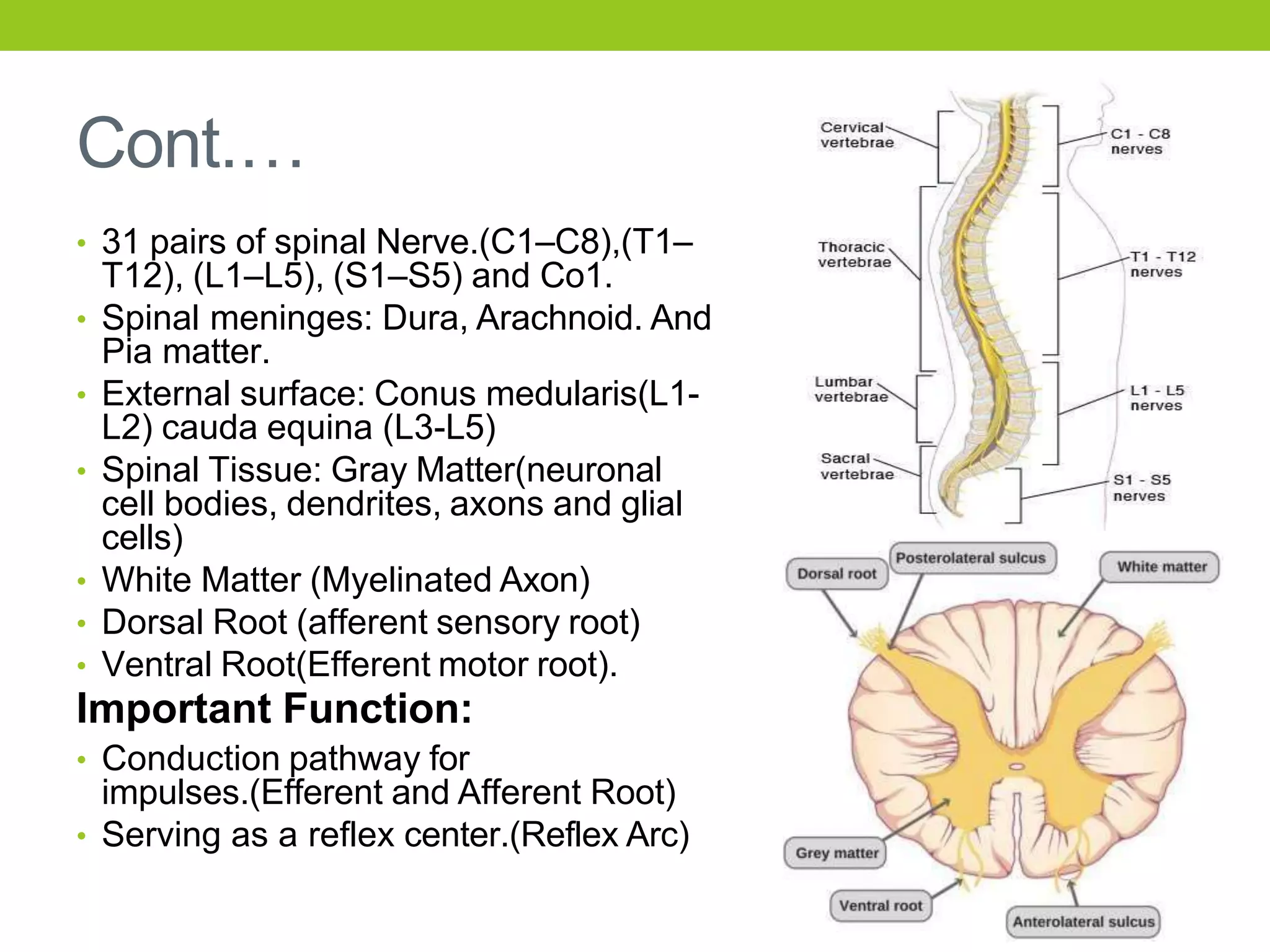 spinal cord injury | PPTX
