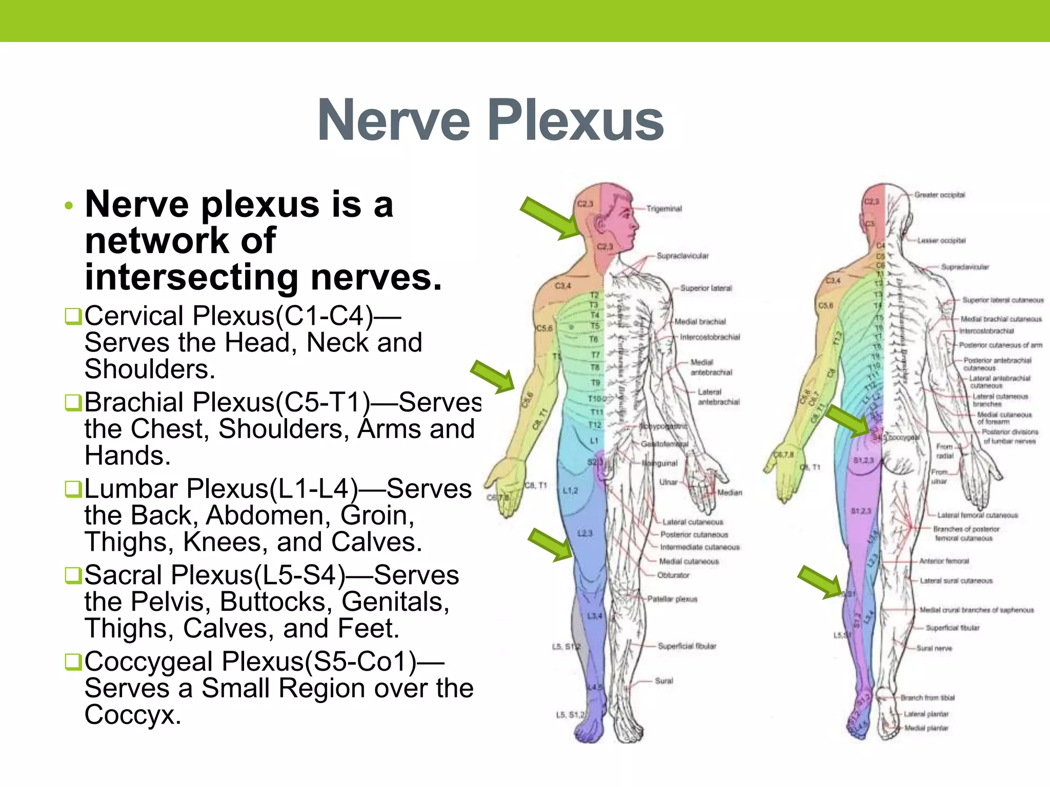 Spinal cord injury (SCI) | PPTX