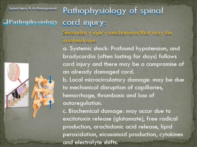 Spinal cord injury (SCI) | PPTX