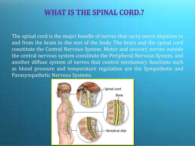 Spinal cord injury & treatment | PPTX