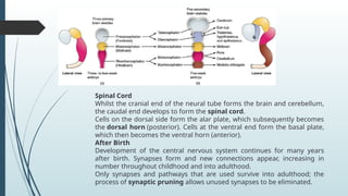 Spinal cord, its meninges,.pptx central nervous system | PPTX
