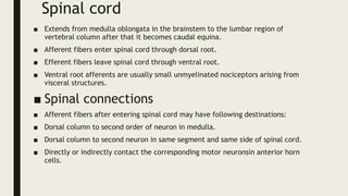 spinal cord and its lesion. Central nervous system | PPTX