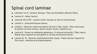 spinal cord and its lesion. Central nervous system | PPTX