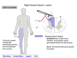 Spinal cord lesions module | PPS