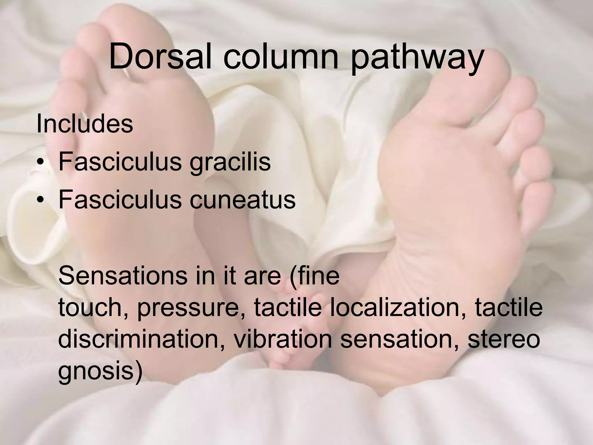 Spinal cord lession localisation | PPTX