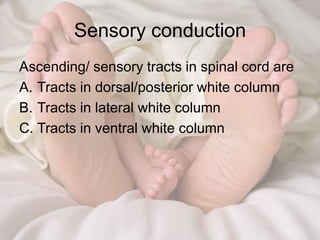 Spinal cord lession localisation | PPTX