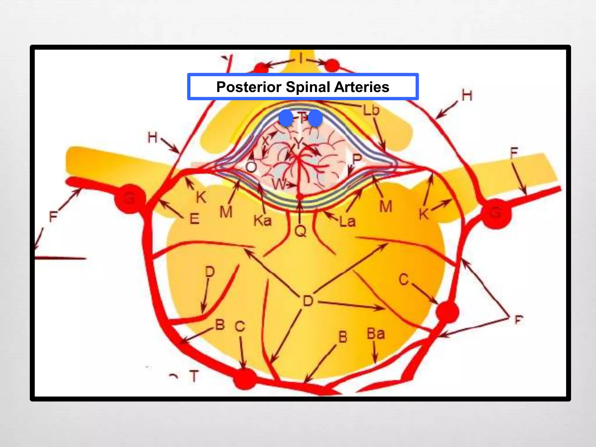Spinal Cord Magnetic Resonance Angiography - Spinal MRA | PPTX