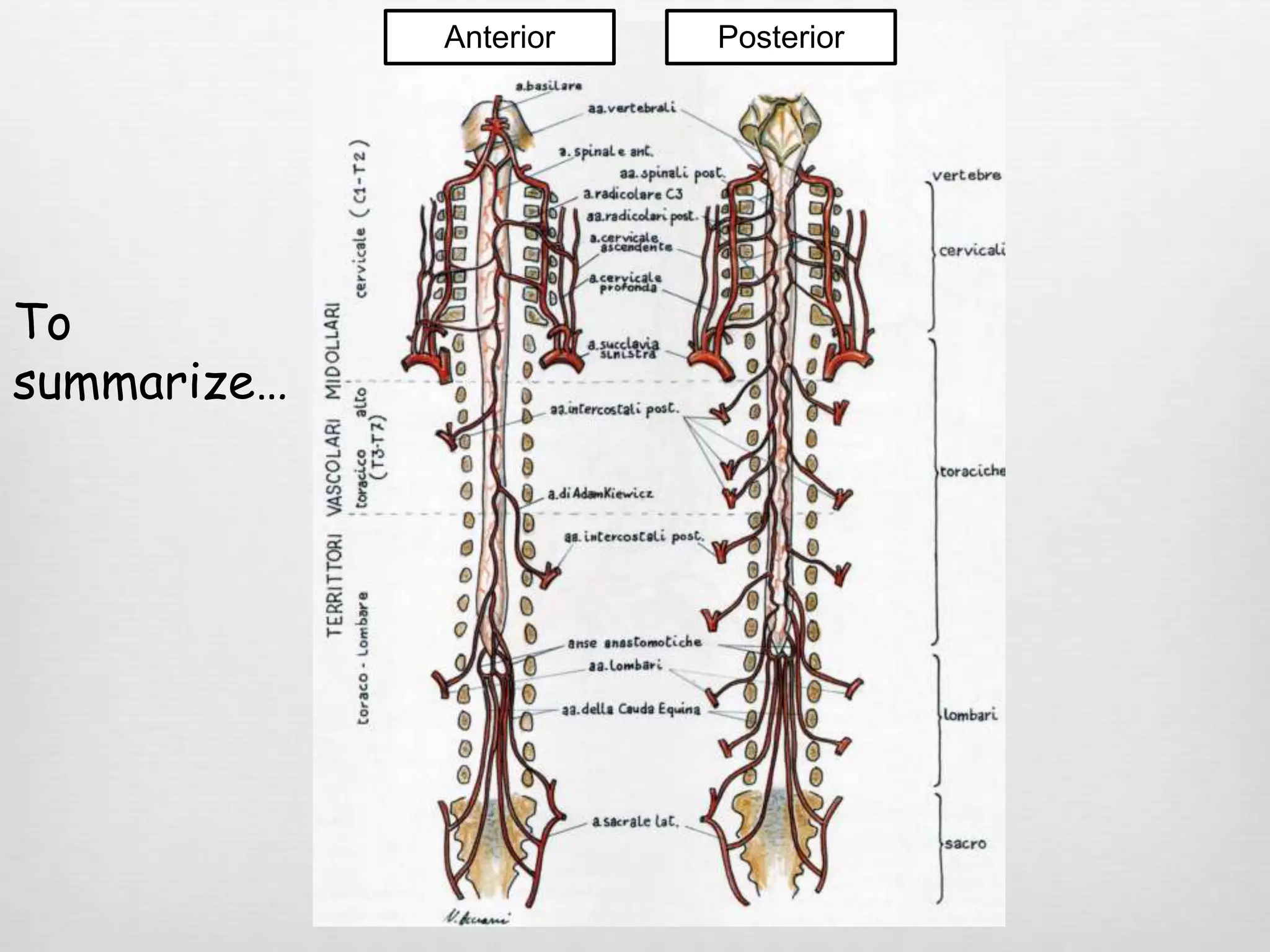 Spinal Cord Magnetic Resonance Angiography - Spinal MRA | PPTX