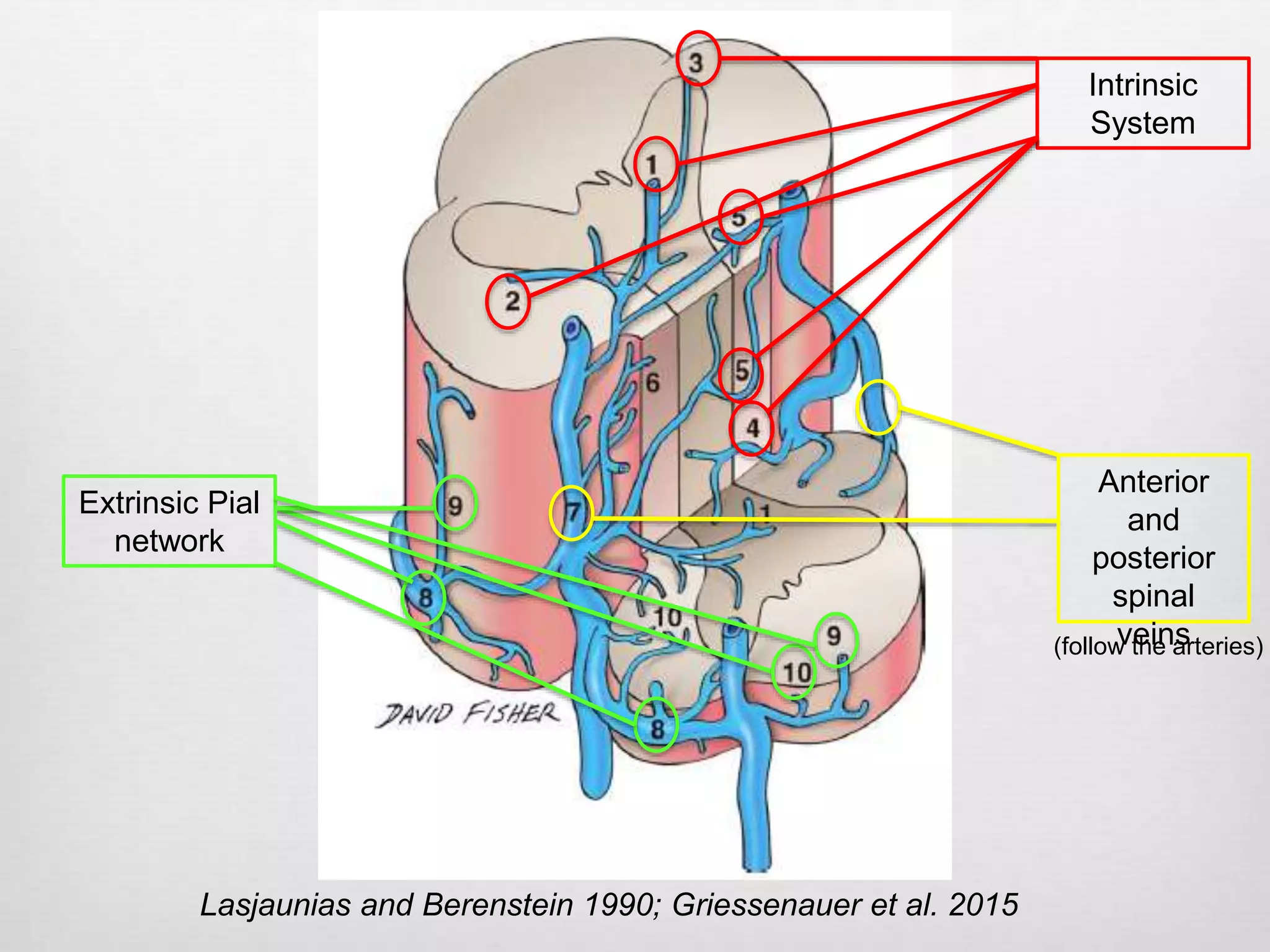 Spinal Cord Magnetic Resonance Angiography - Spinal MRA | PPTX