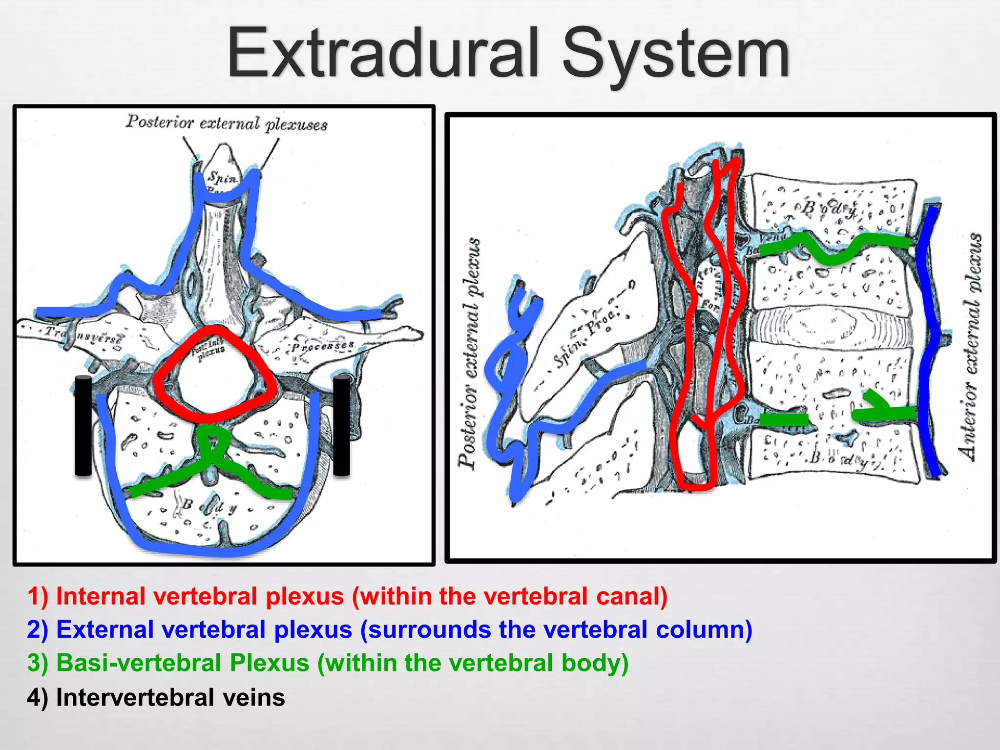 Spinal Cord Magnetic Resonance Angiography - Spinal MRA | PPTX