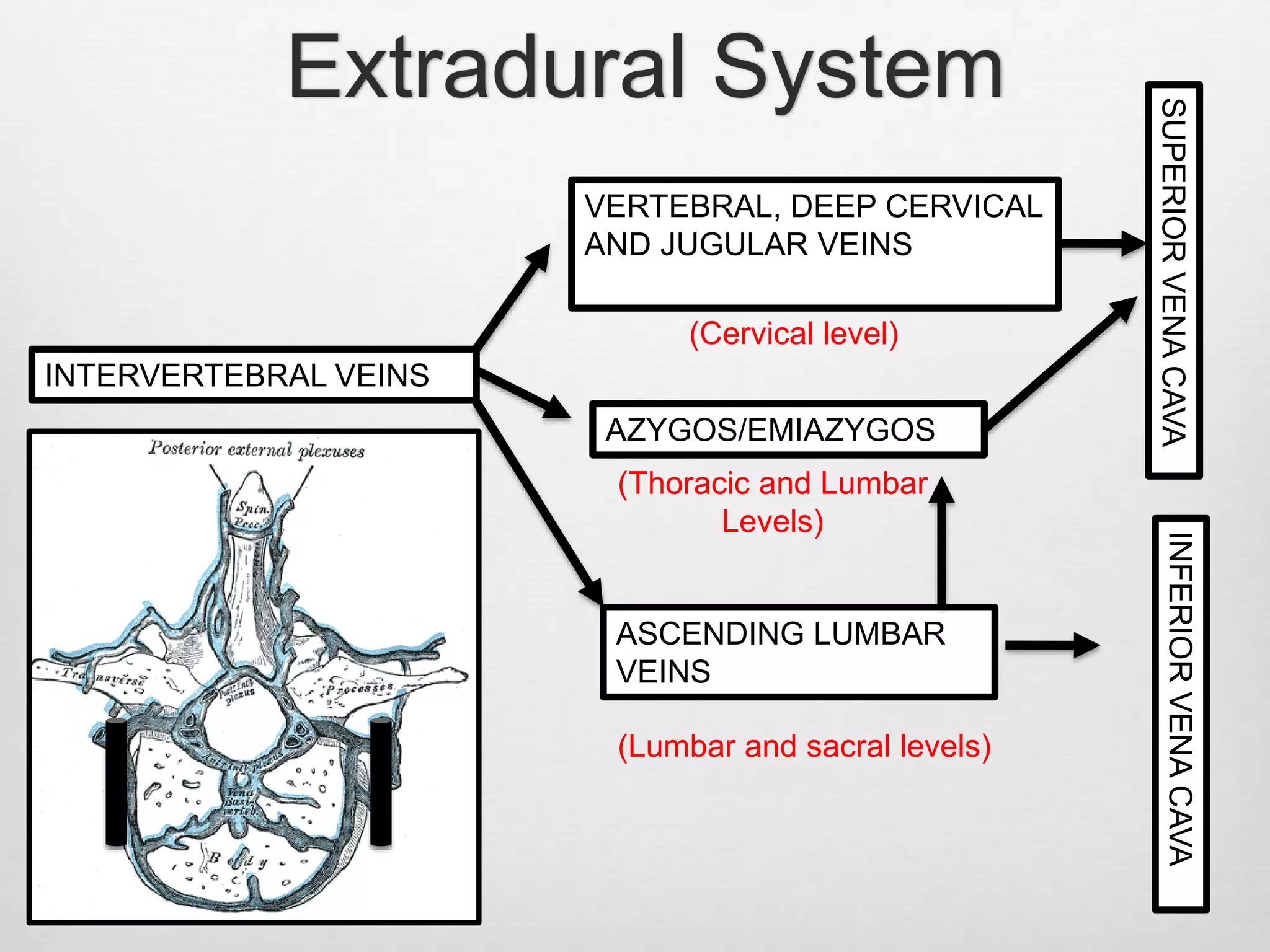 Spinal Cord Magnetic Resonance Angiography - Spinal MRA | PPTX