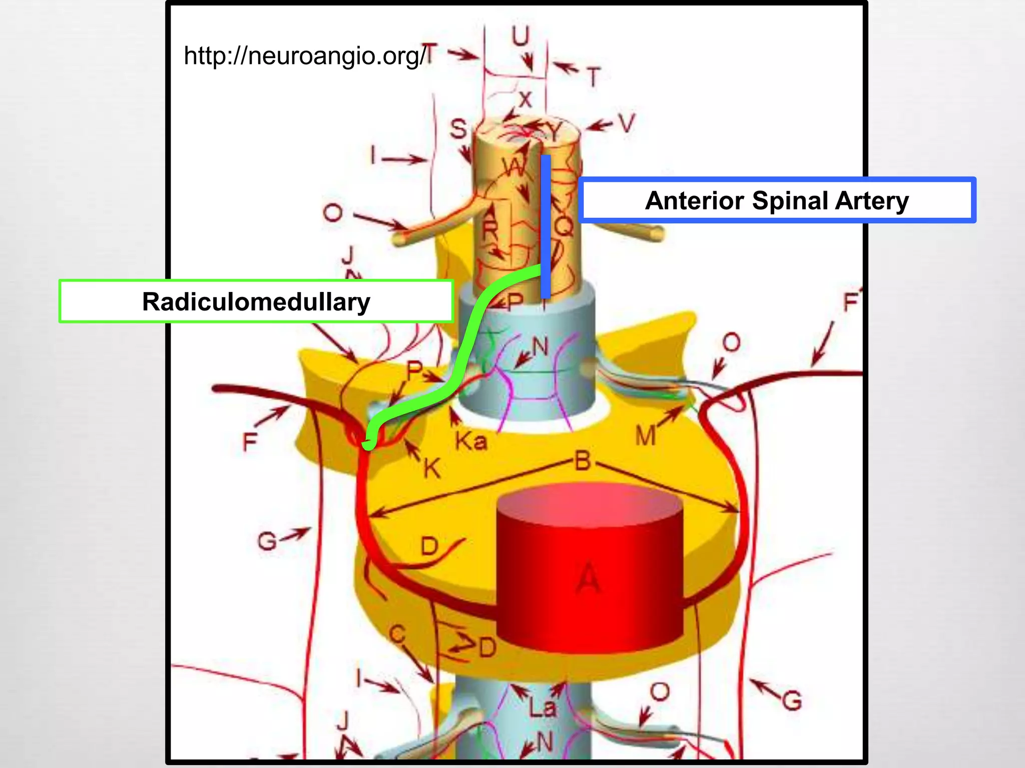 Spinal Cord Magnetic Resonance Angiography - Spinal MRA | PPTX