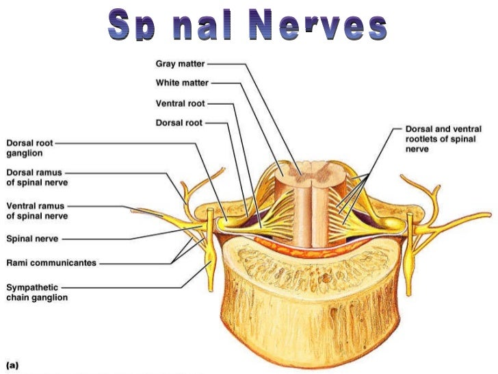 Spinal cord & nerves
