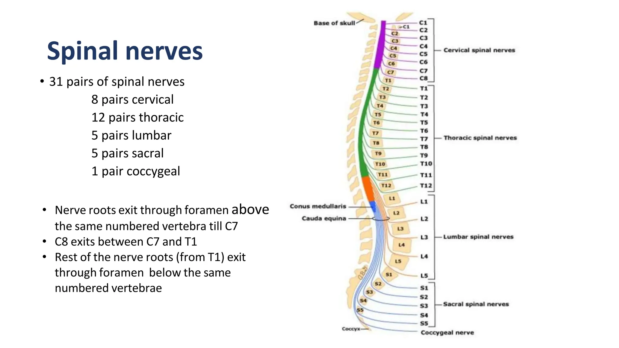 SPINAL CORD AND APPLIED ANATOMY NEW.pptx