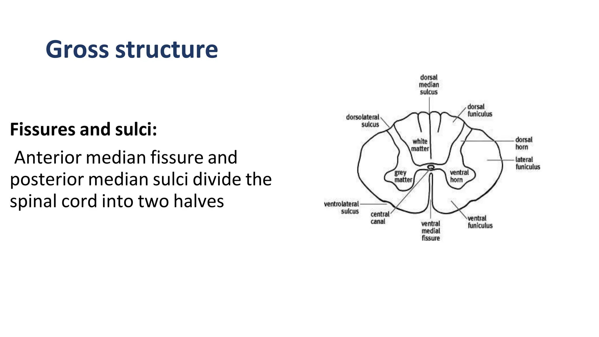 SPINAL CORD AND APPLIED ANATOMY NEW.pptx
