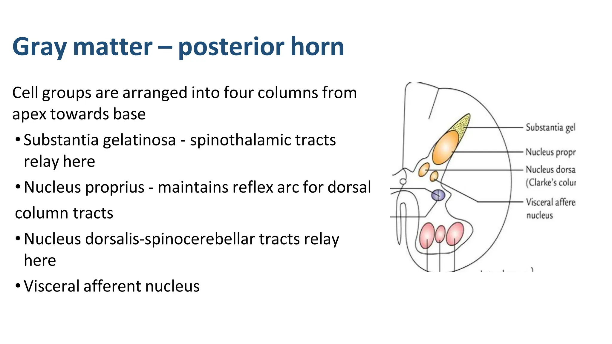 SPINAL CORD AND APPLIED ANATOMY NEW.pptx