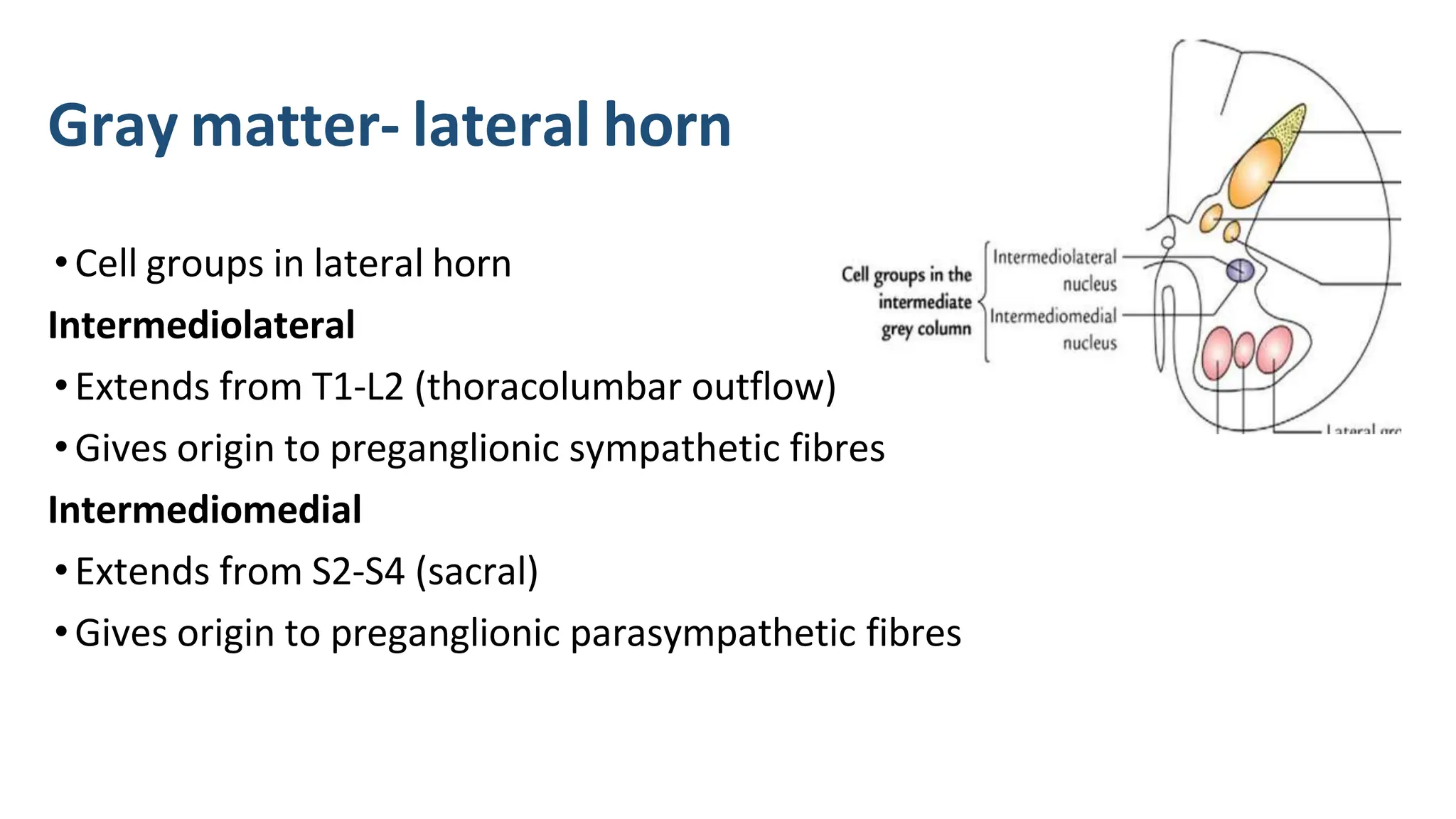 SPINAL CORD AND APPLIED ANATOMY NEW.pptx