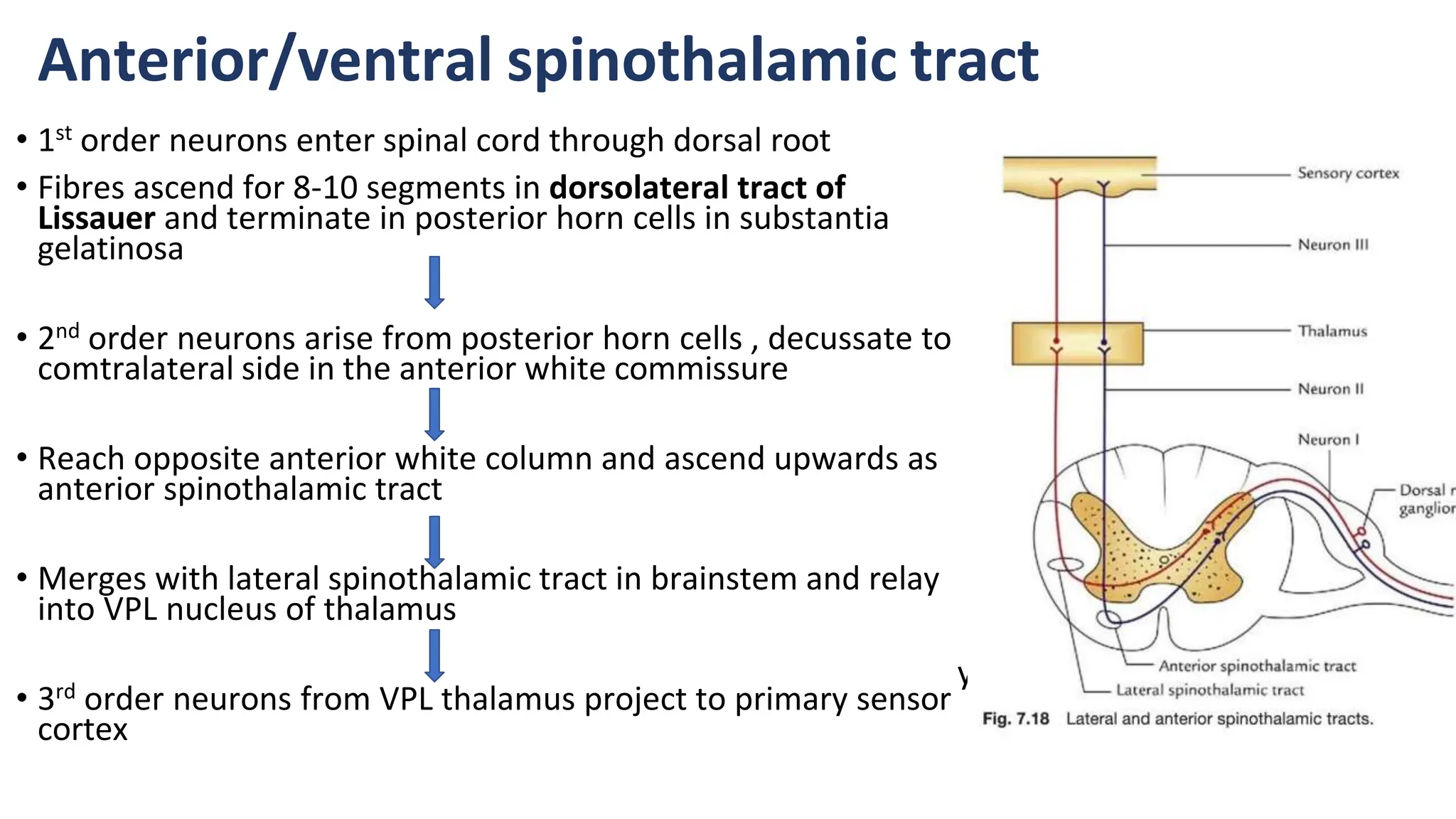 SPINAL CORD AND APPLIED ANATOMY NEW.pptx
