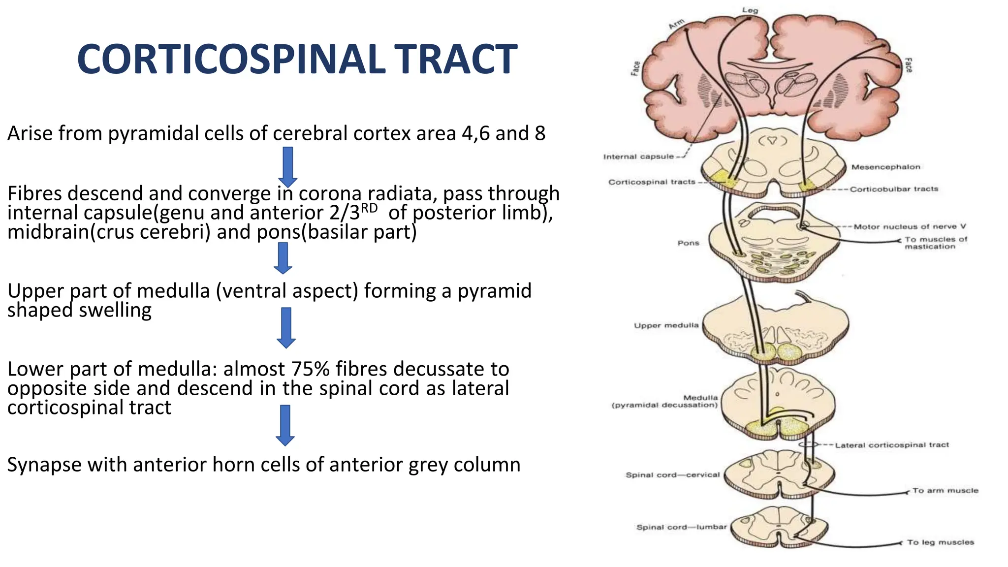 SPINAL CORD AND APPLIED ANATOMY NEW.pptx