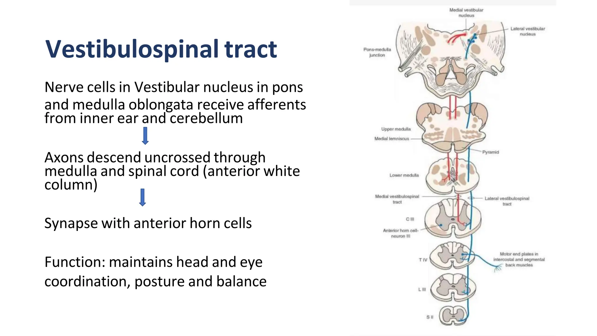 SPINAL CORD AND APPLIED ANATOMY NEW.pptx