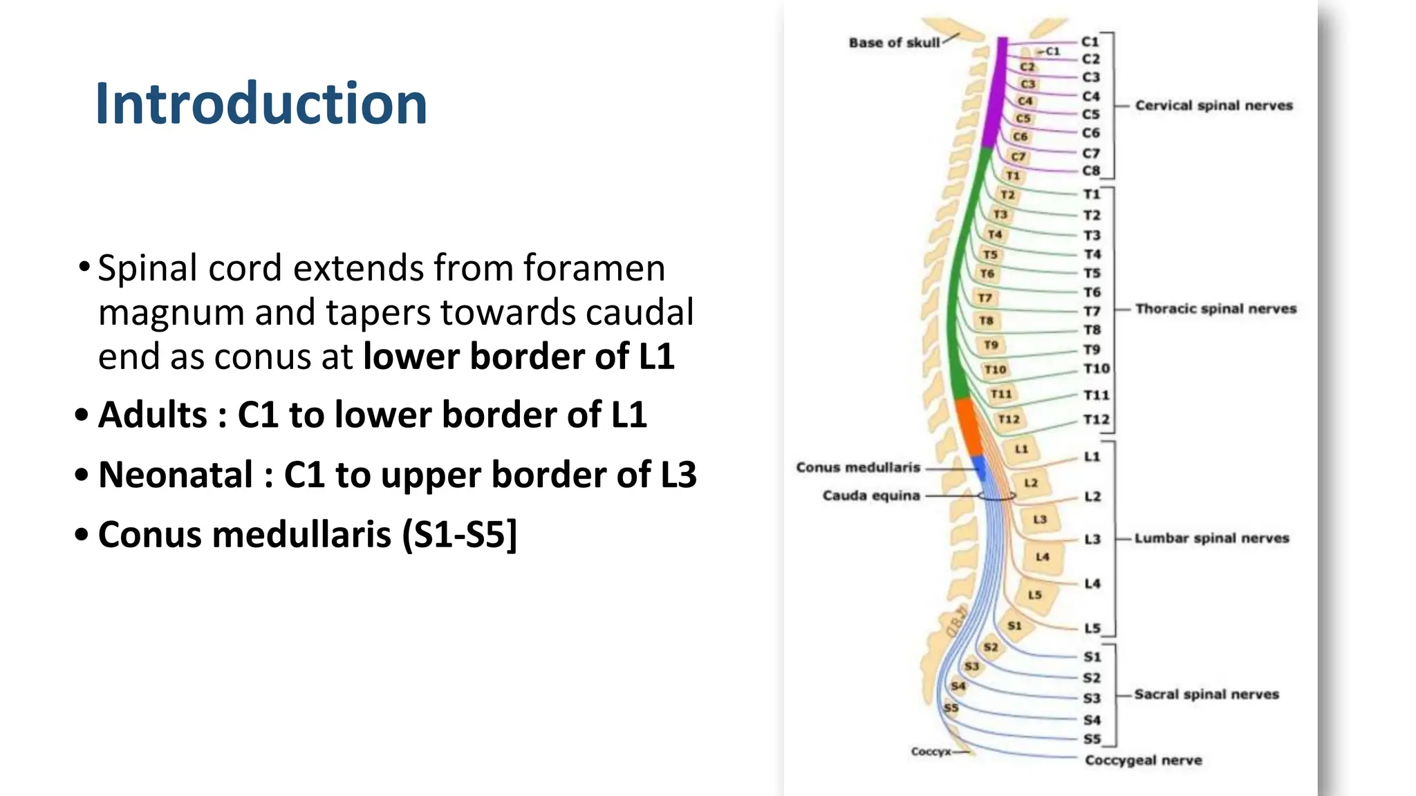 SPINAL CORD AND APPLIED ANATOMY NEW.pptx