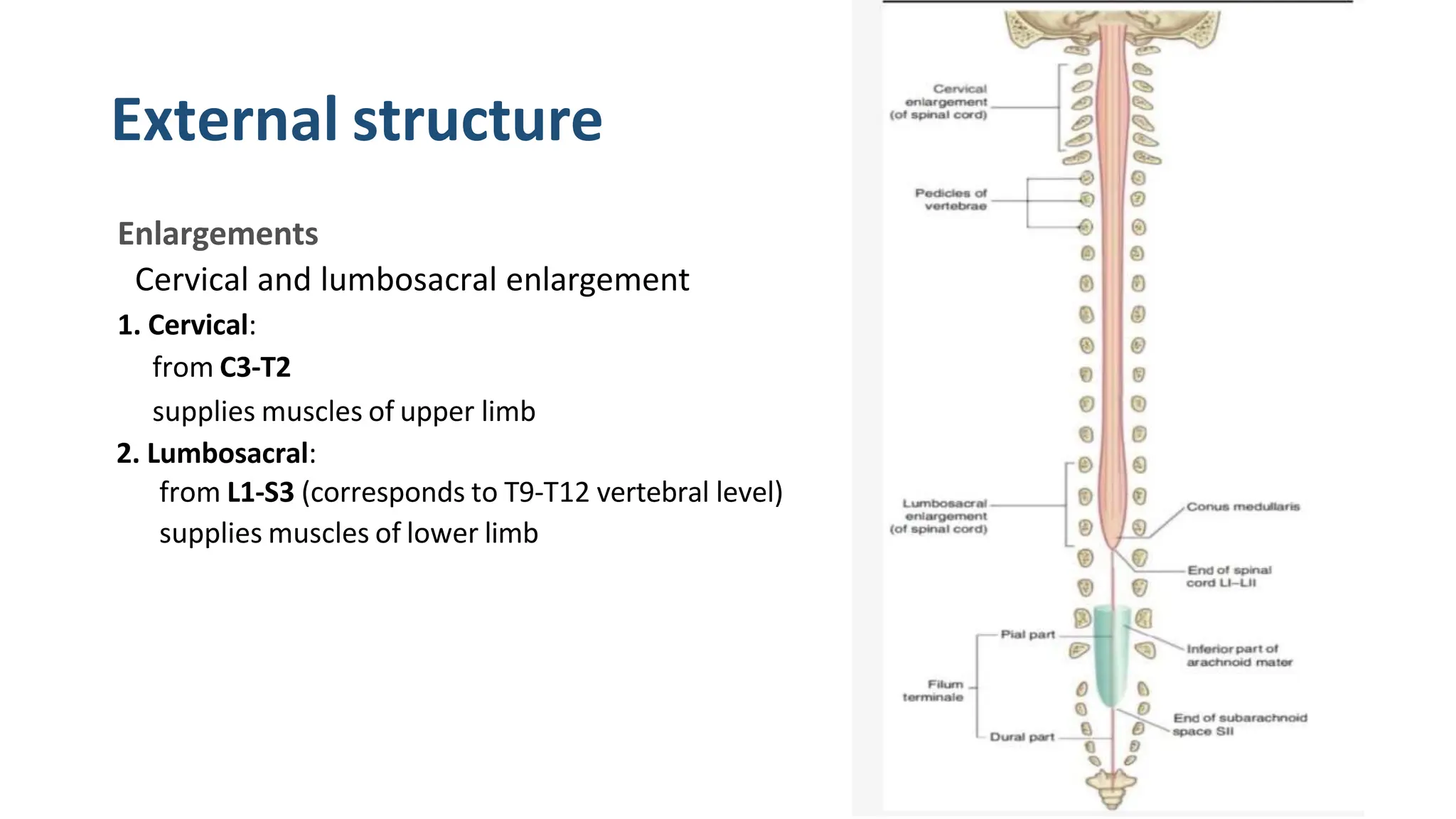 SPINAL CORD AND APPLIED ANATOMY NEW.pptx