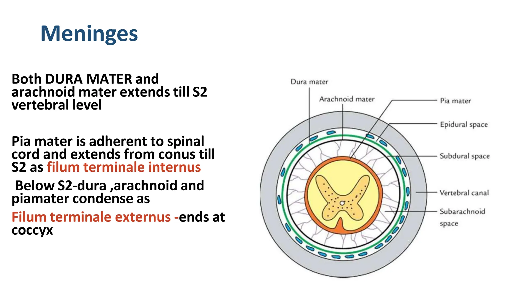 SPINAL CORD AND APPLIED ANATOMY NEW.pptx