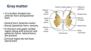SPINAL CORD AND APPLIED ANATOMY NEW.pptx