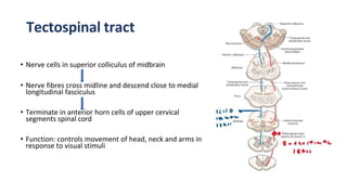 SPINAL CORD AND APPLIED ANATOMY NEW.pptx