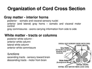 spinal cord original.☆SHARED BY PHYSIOGENIC.05 (03137864012 03464665381 ...