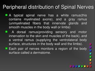 spinal cord original.☆SHARED BY PHYSIOGENIC.05 (03137864012 03464665381 ...