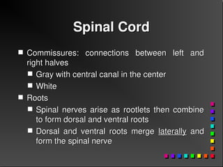 spinal cord original.☆SHARED BY PHYSIOGENIC.05 (03137864012 03464665381 ...
