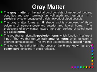 spinal cord original.☆SHARED BY PHYSIOGENIC.05 (03137864012 03464665381 ...