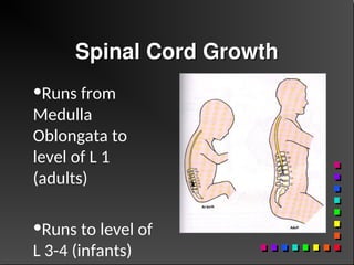 spinal cord original.☆SHARED BY PHYSIOGENIC.05 (03137864012 03464665381 ...