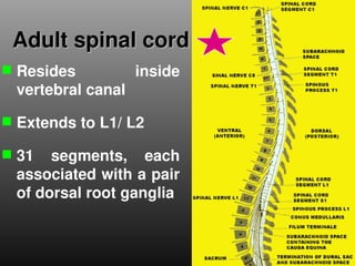 spinal cord original.☆SHARED BY PHYSIOGENIC.05 (03137864012 03464665381 ...